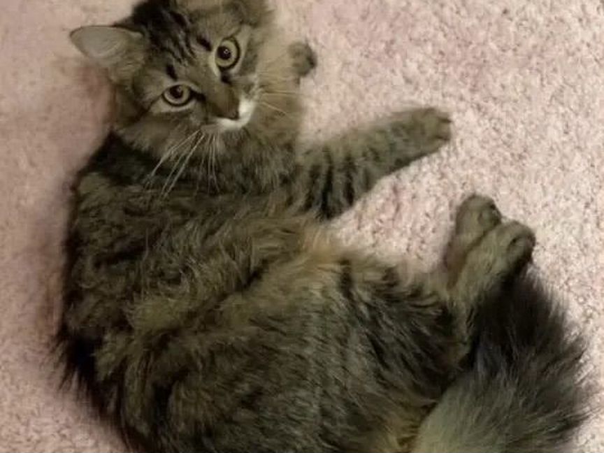 Спасли, выходили, стерелизовали. Некуда идти ей