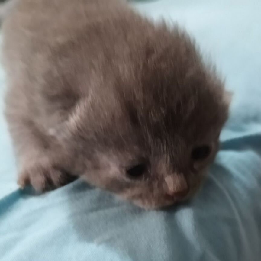 Котенок девочка серая