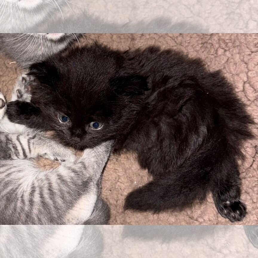 Котёнок в добрые руки