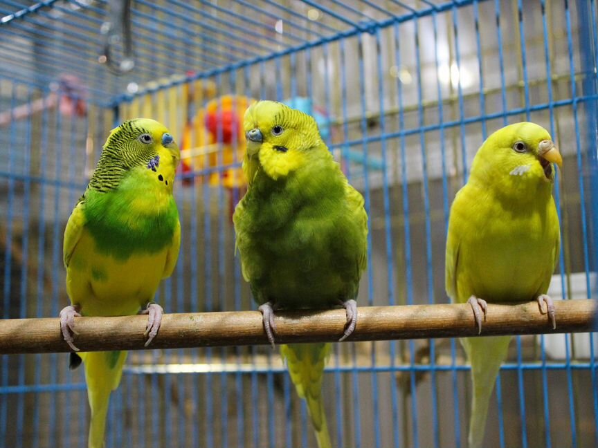 Волнистые попугаи