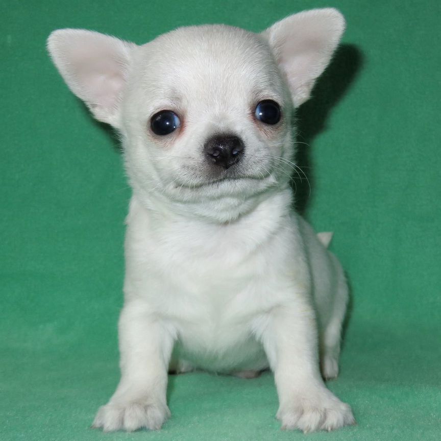 Чихуахуа, щенок