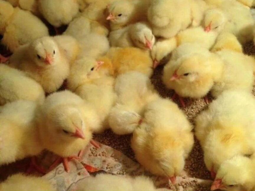 Цыплята бройлеры