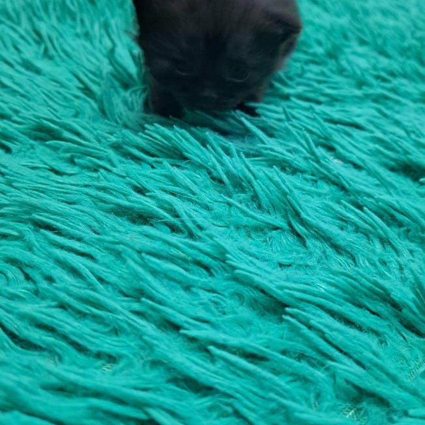 Кошечка