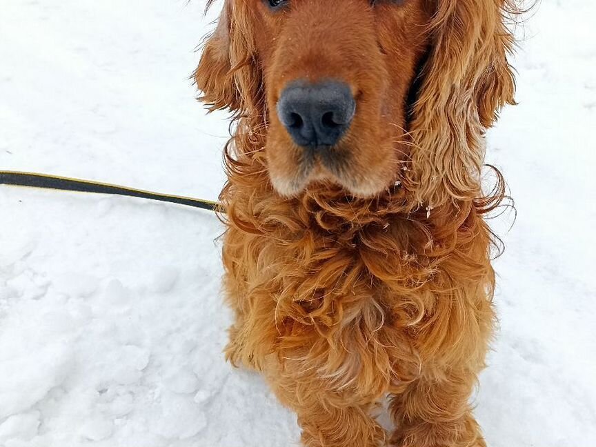Английский коккер спаниель бесплатно