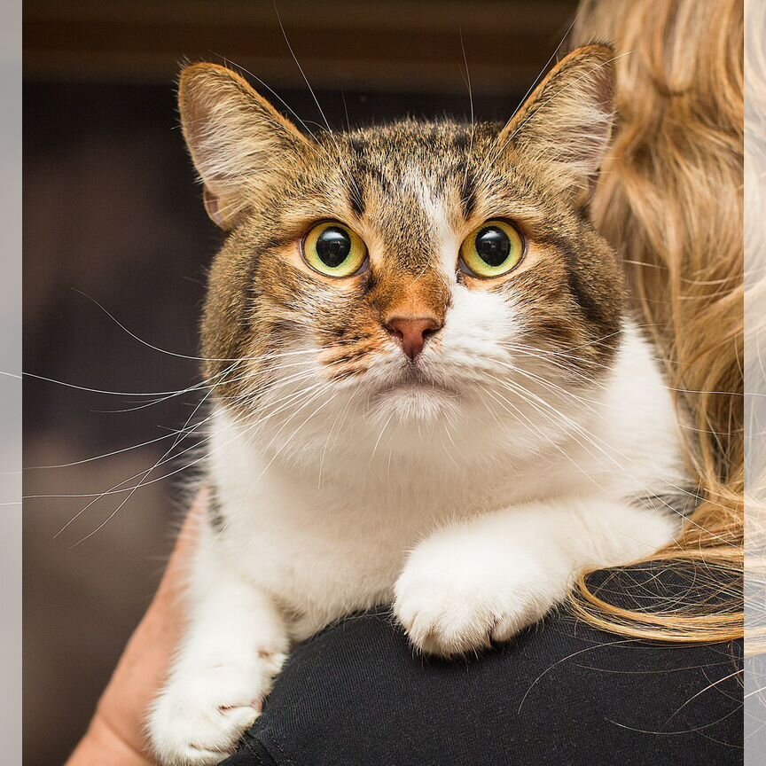 Взрослый кот в добрые руки