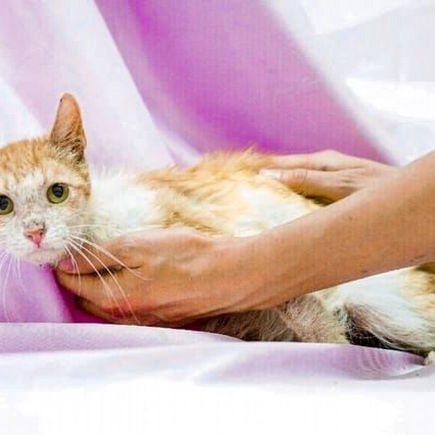 Кот бесплатно в добрые руки