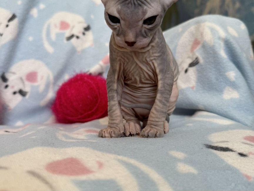 Донской сфинкс котята
