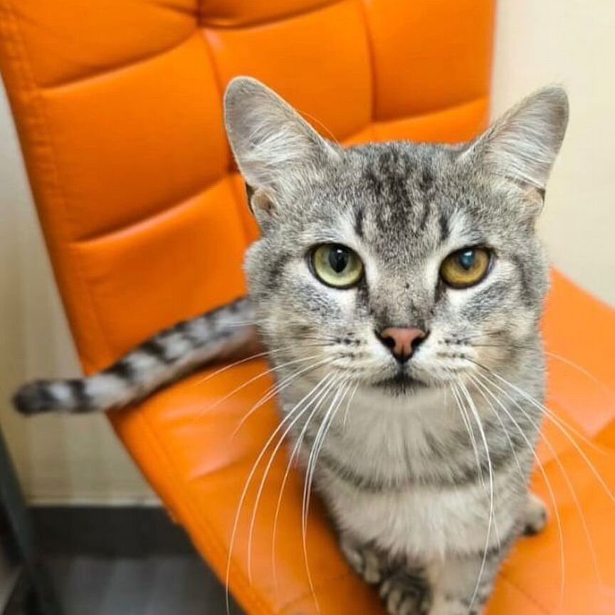 Котик Арлекин. Оказался лишним