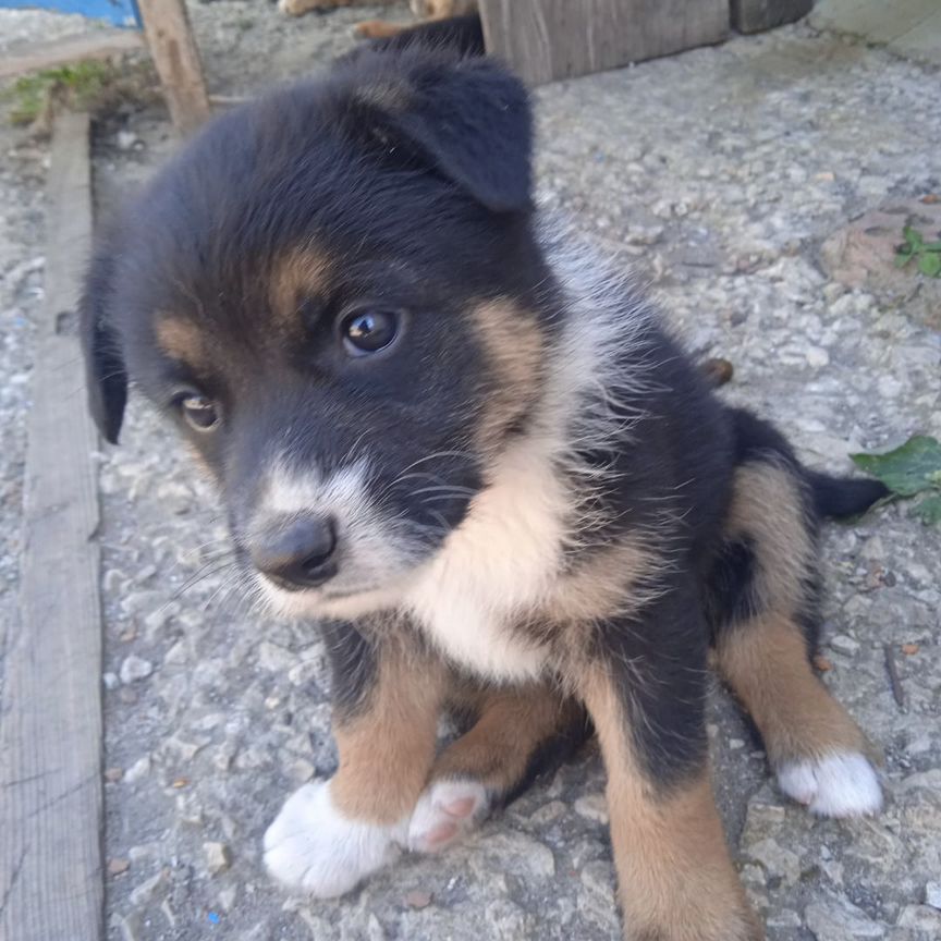 Отдам в добрые руки