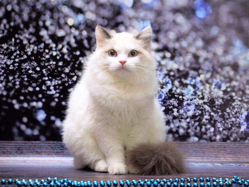 Нежнейшая кошечка Рэгдолл