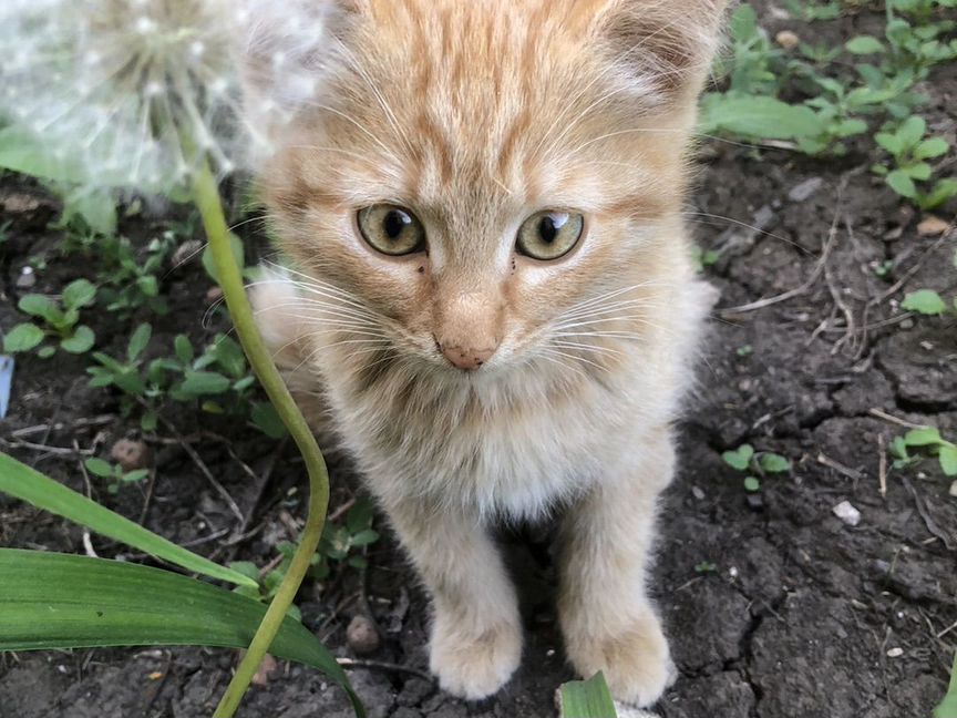 Котята 2,5 месяца Мальчики 2 шт. Кушают все