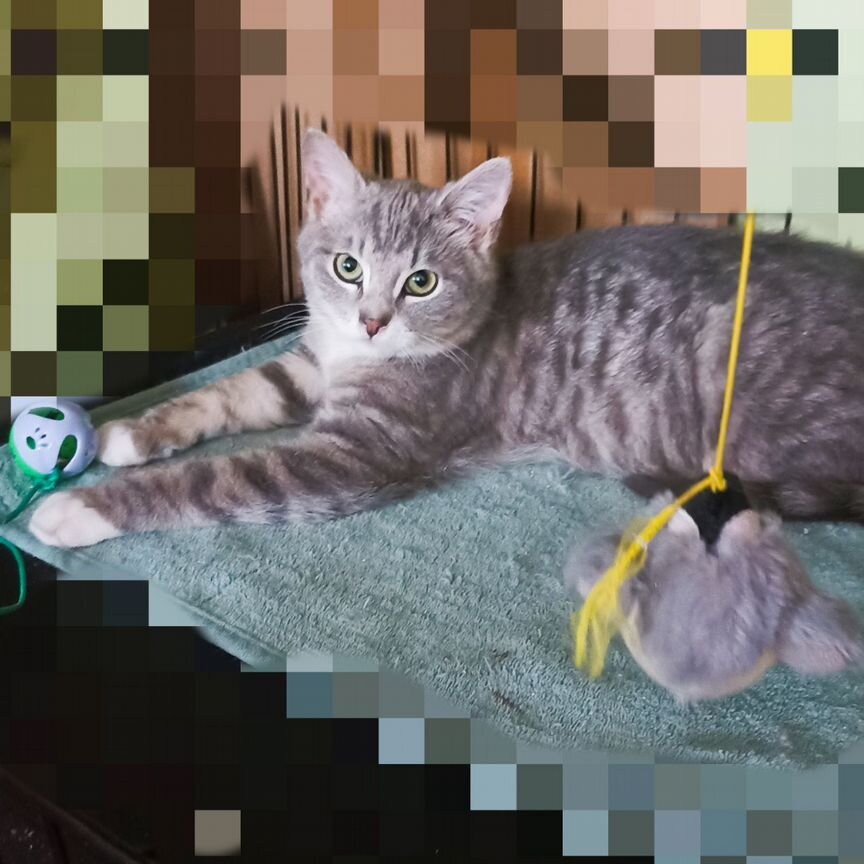 Котёнок в добрые руки