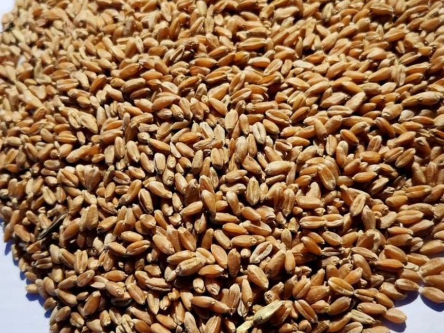 Пшеница мягкая сортированная