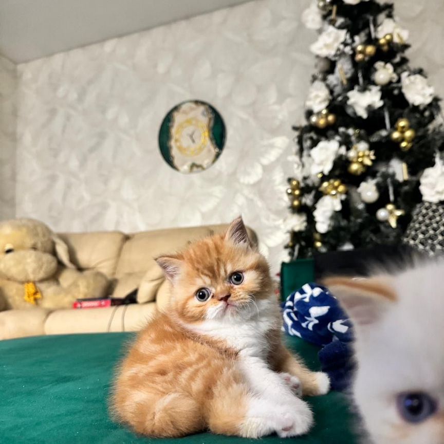 Экзотические короткошерстные котята