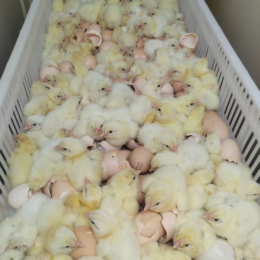 Цыплята бройлера кобб 500 Испания