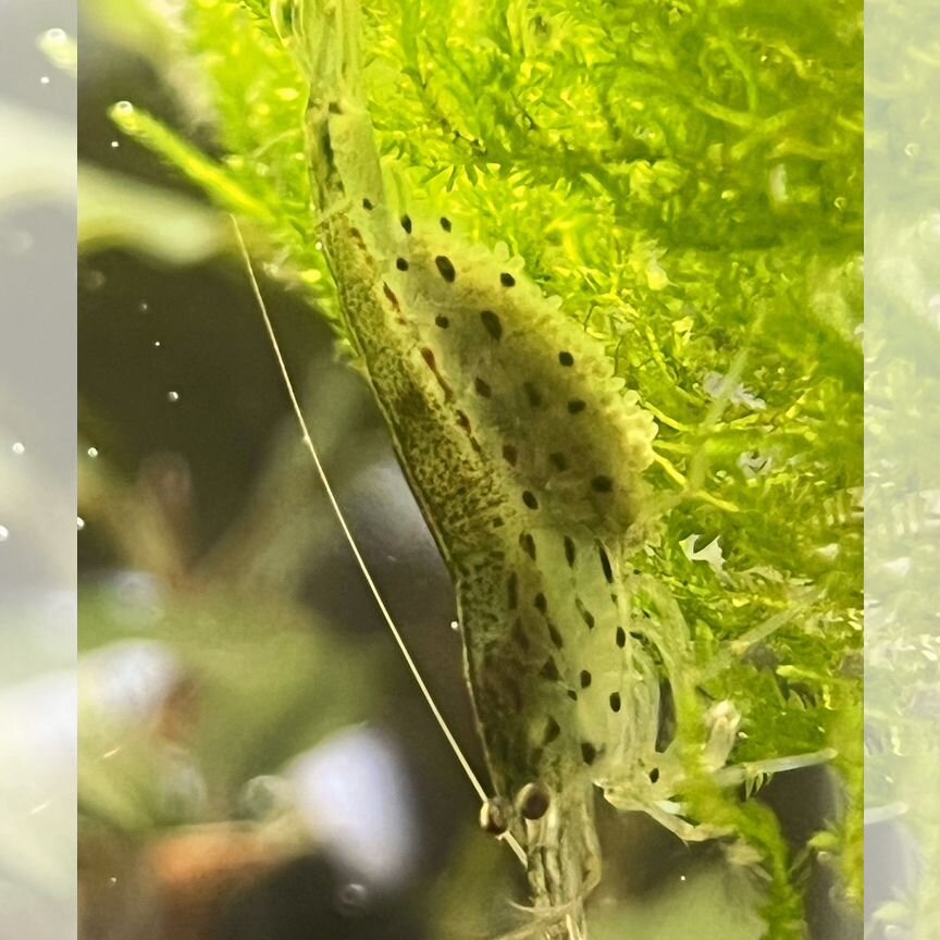 Креветки Амано