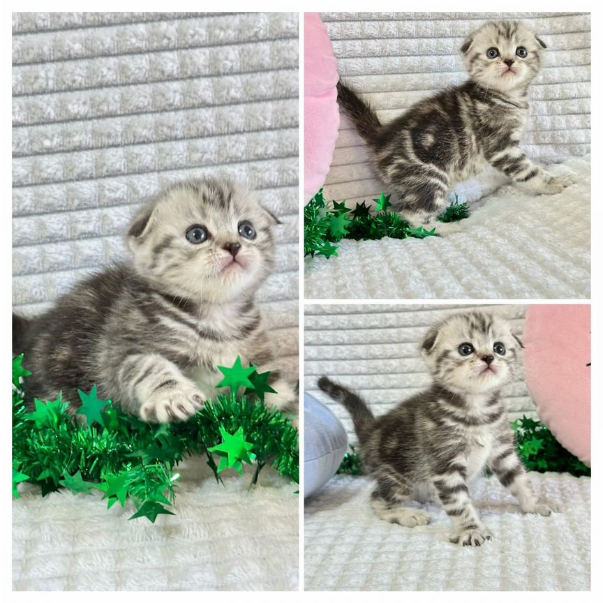 Шотландские котята
