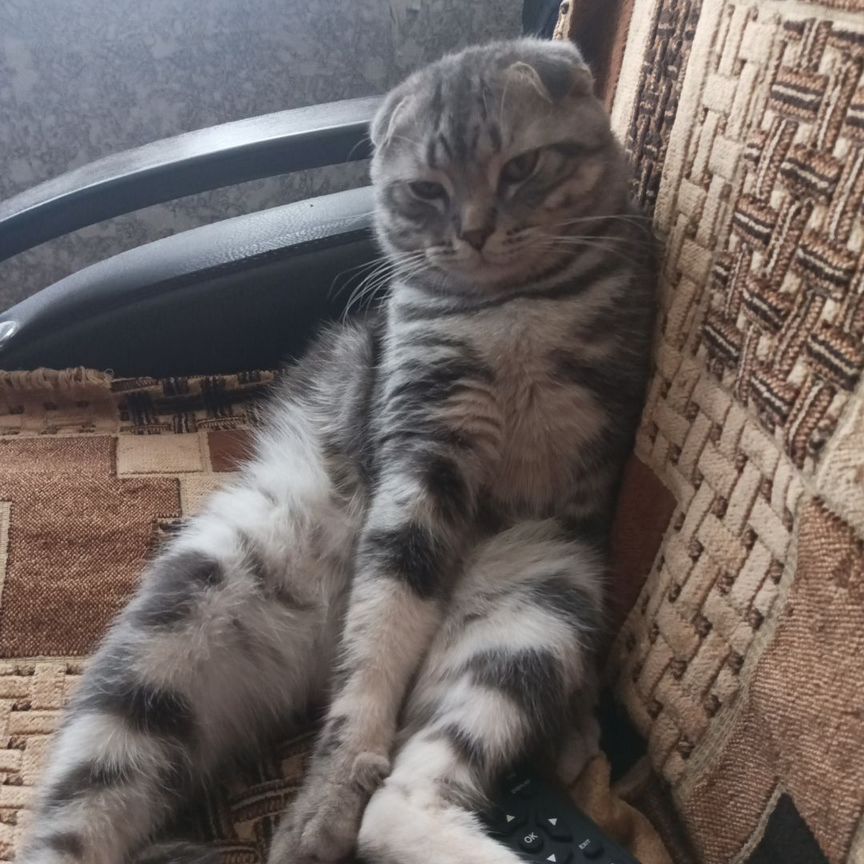 Шотландская вислоухая