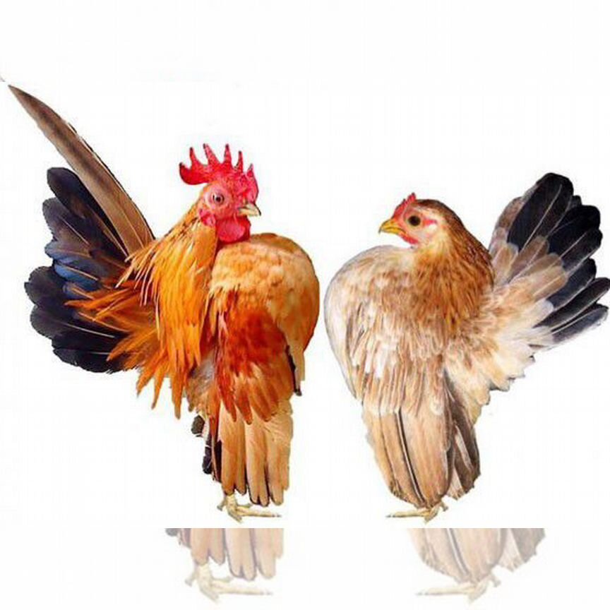 Яйцо Малазийской Серамы