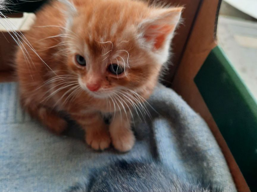 Котята в добрые руки бесплатно