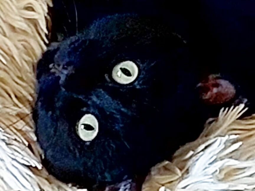 Кастрированный кот