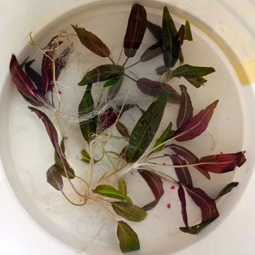 Криптокарина Бекета - украшение Вашего аквариума