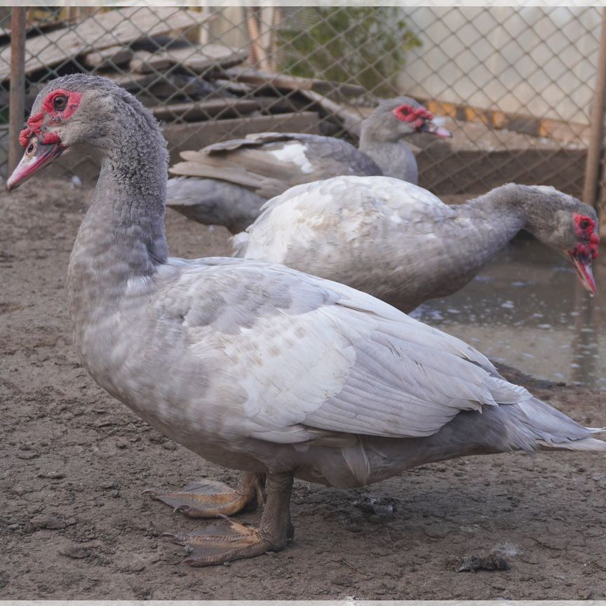 Племенные селезни мускусные лаванда