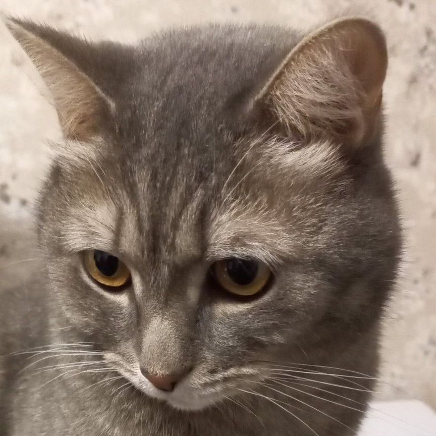 Котоняня с добром и заботой