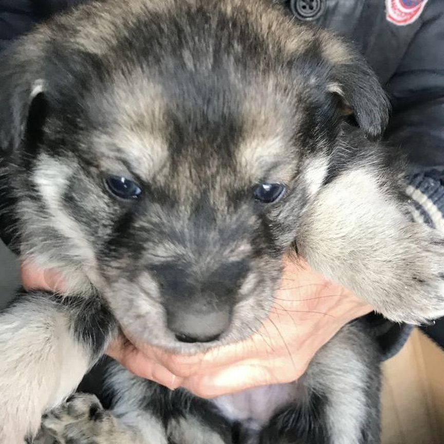 Щенок в добрые руки