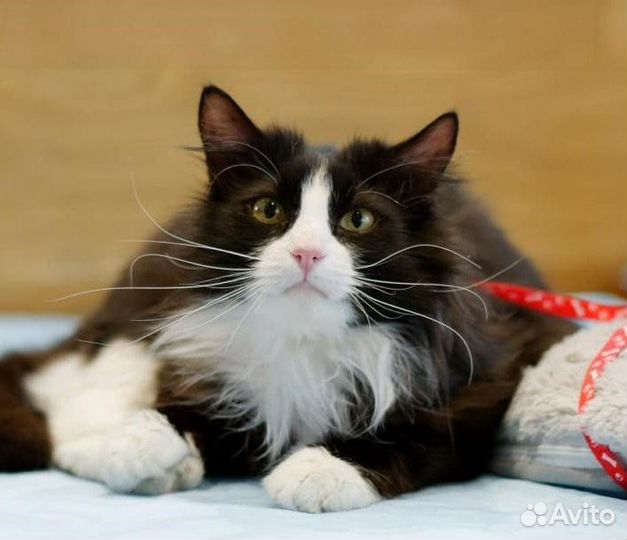 Добрый котик Борис в добрые руки