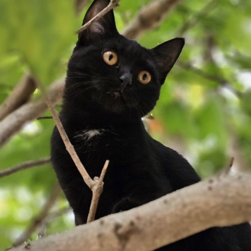 Котенок в дар