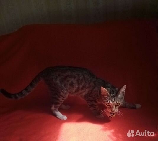 Котёнок Маня 6 месяцев