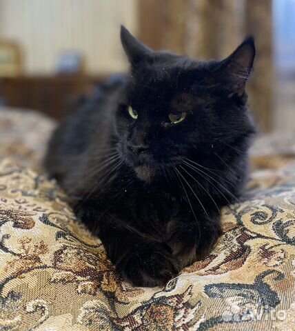 Кошечка для души