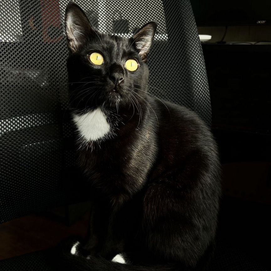Котик мальчик 11 мес