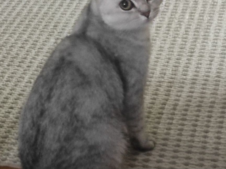 Шотландская вислоухая кошка