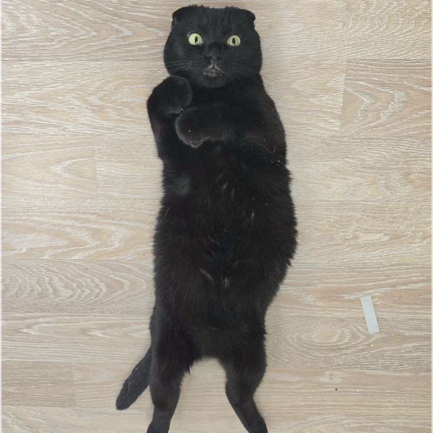 Кошка