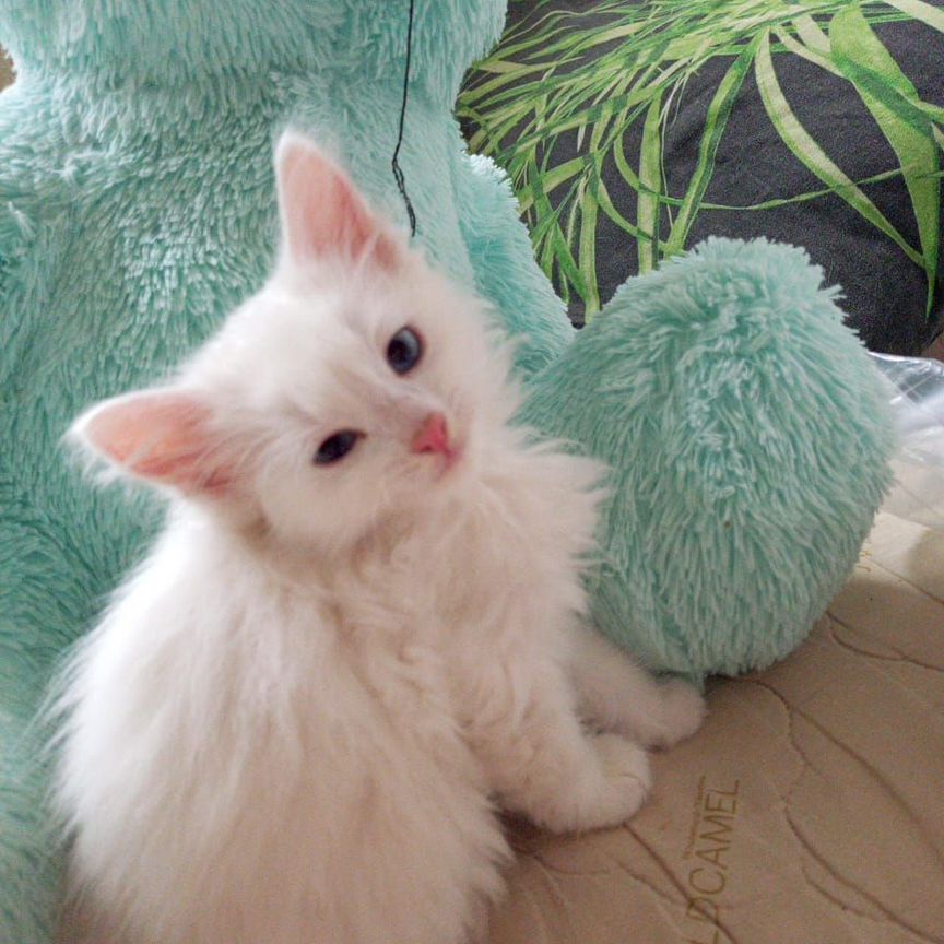 Отдаю котят в добрые руки