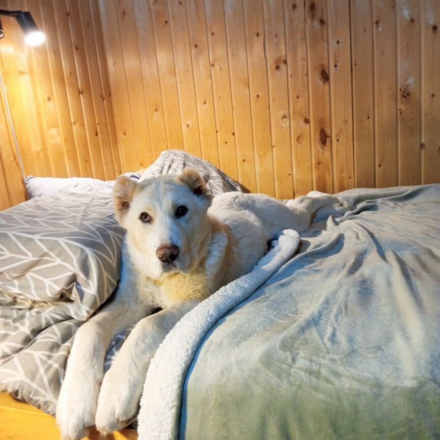 Среднеазиатская овчарка алабай