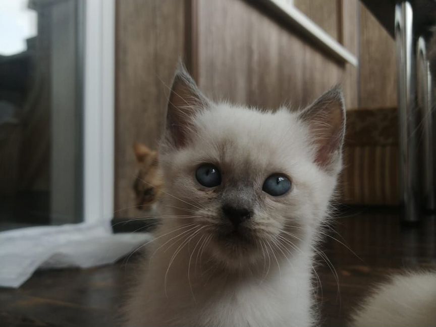 Котята в окрасе блю-поинт