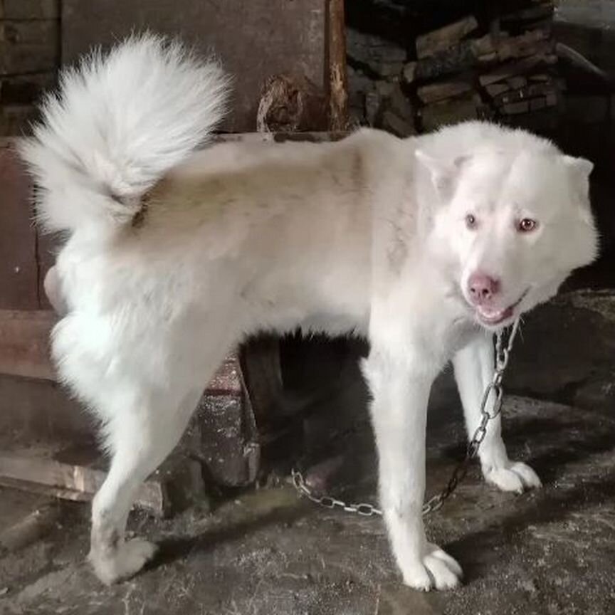 Взрослый пёс в добрые руки