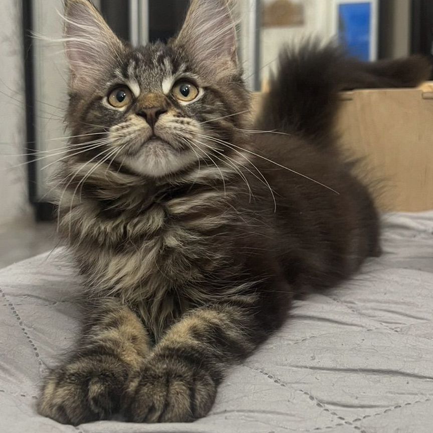 Мейн-кун котёнок