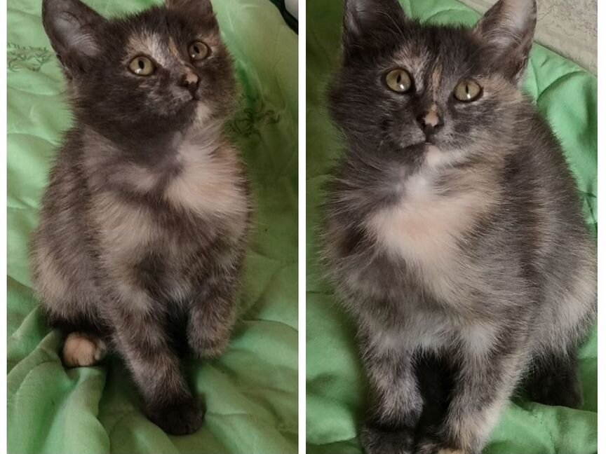 Милота в добрые руки