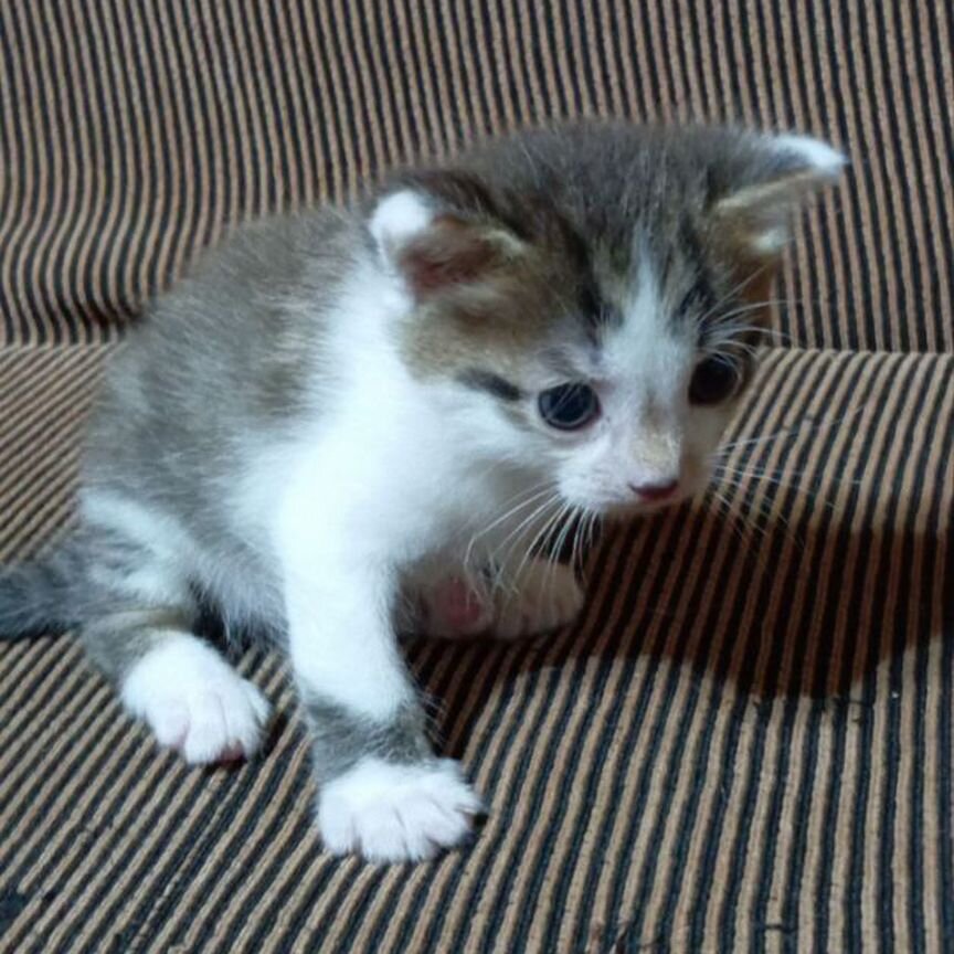 Кот великолепный