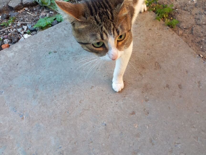 Кот в добрые руки