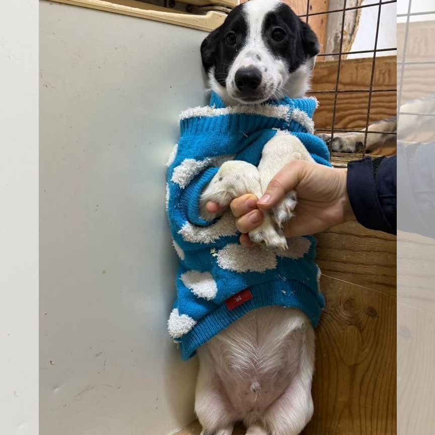 Щенок в добрые руки