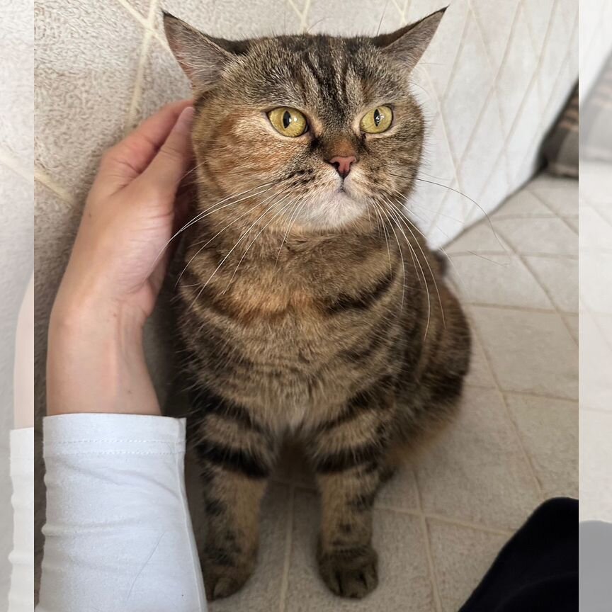 Шотландская вислоухая короткошёрстная, взрослая кошка