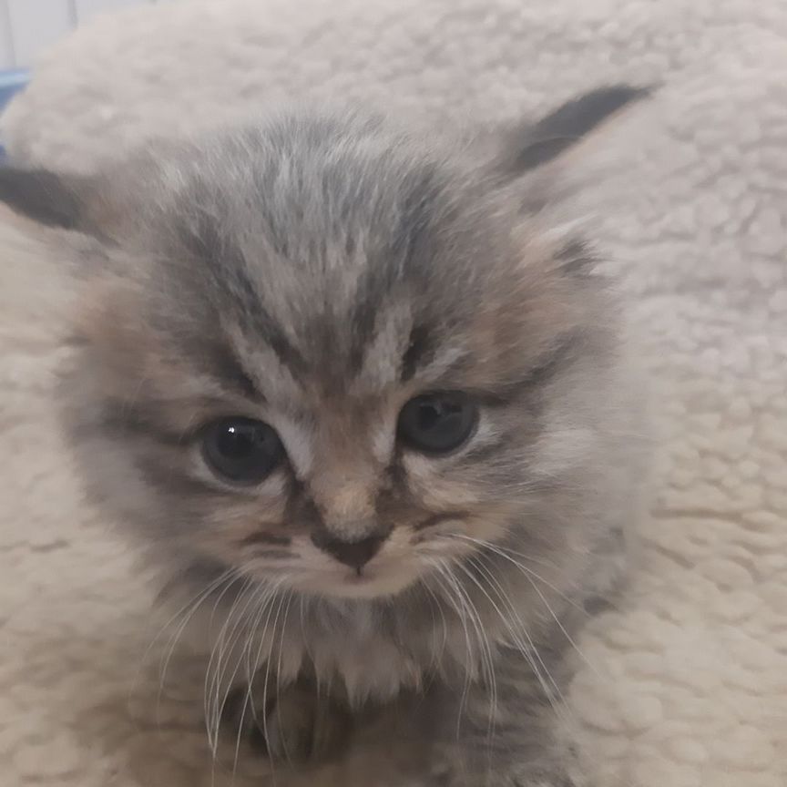 Котята в добрые руки 1 месяц
