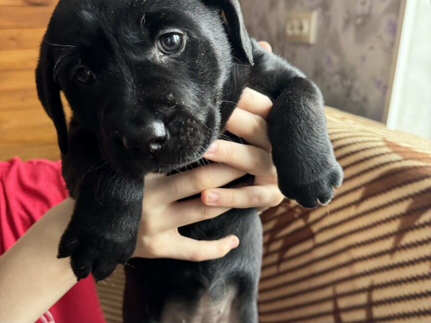 Щенки лабрадора