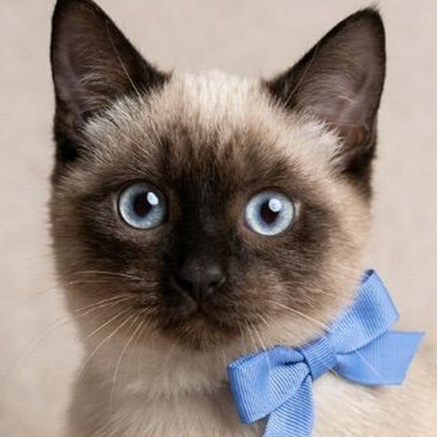 Тайский котёнок