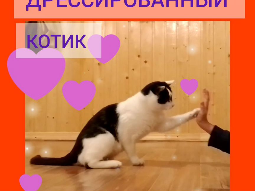 Дрессированный котик. Котенок Кошка Кошечка